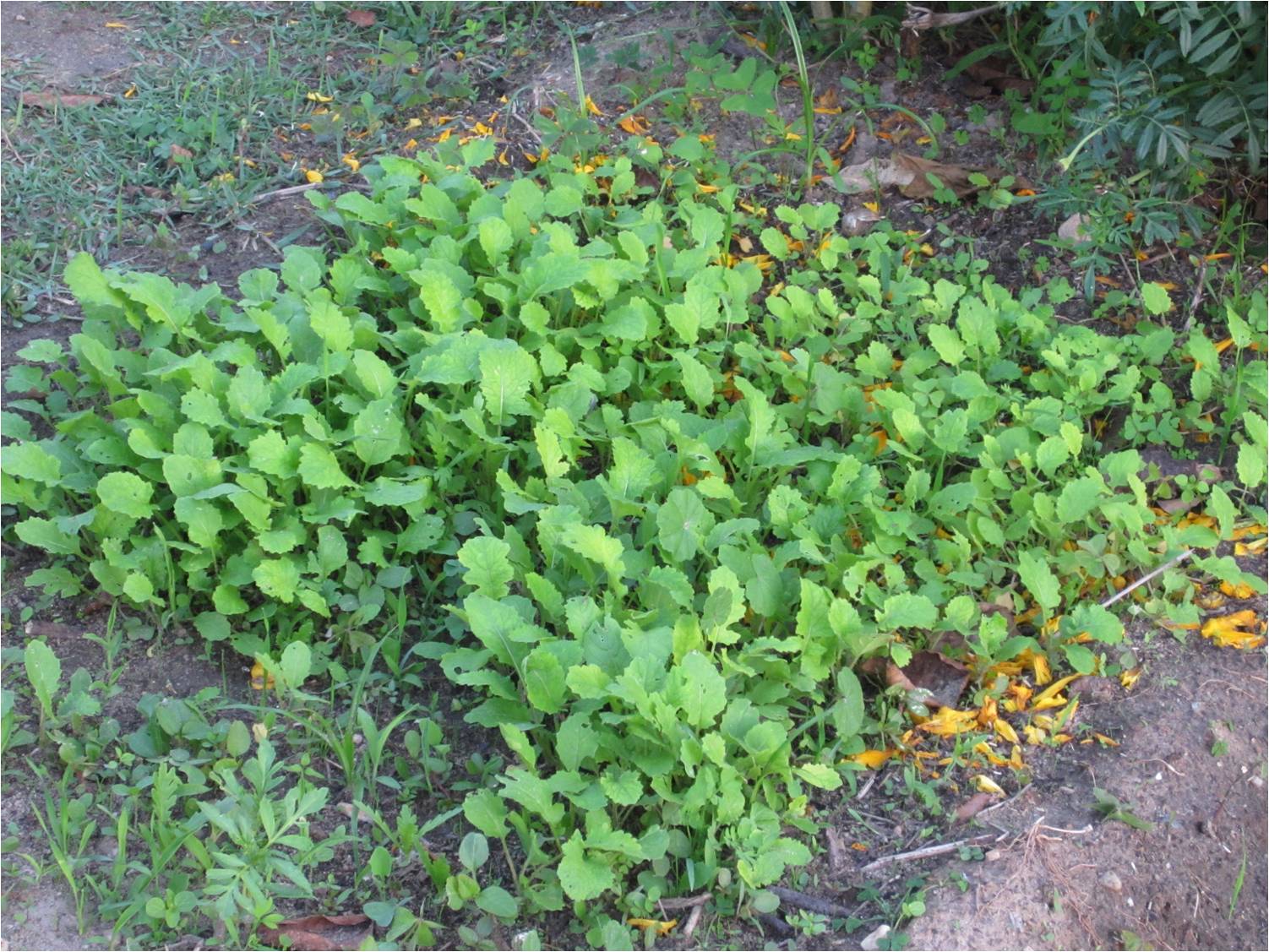 Horta de fim-de-semana: Sementeira de nabos