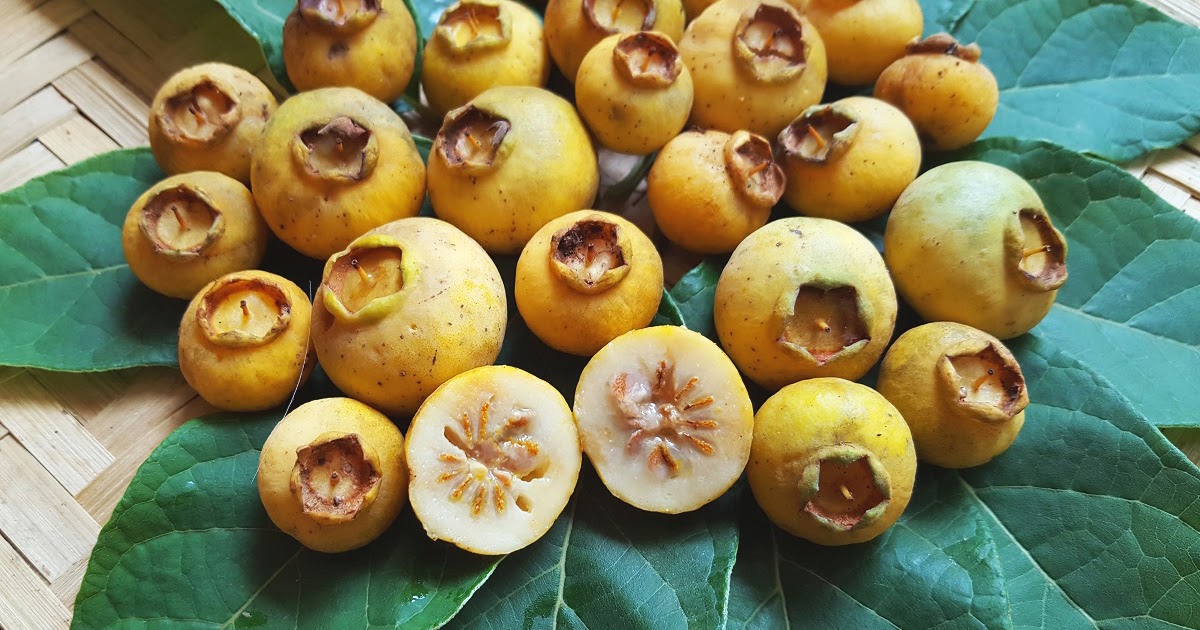 Viveiro Ciprest - Plantas Nativas e Exóticas: Guabiroba Amarela Folha ...