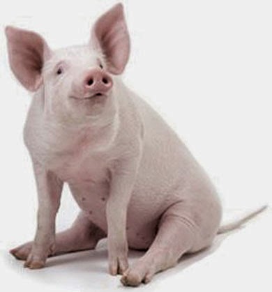 ENGORDA DE PUERCOS NATURAL