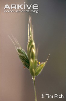 Laberinto en extinción: Brome interrumpido (Bromus interruptus)
