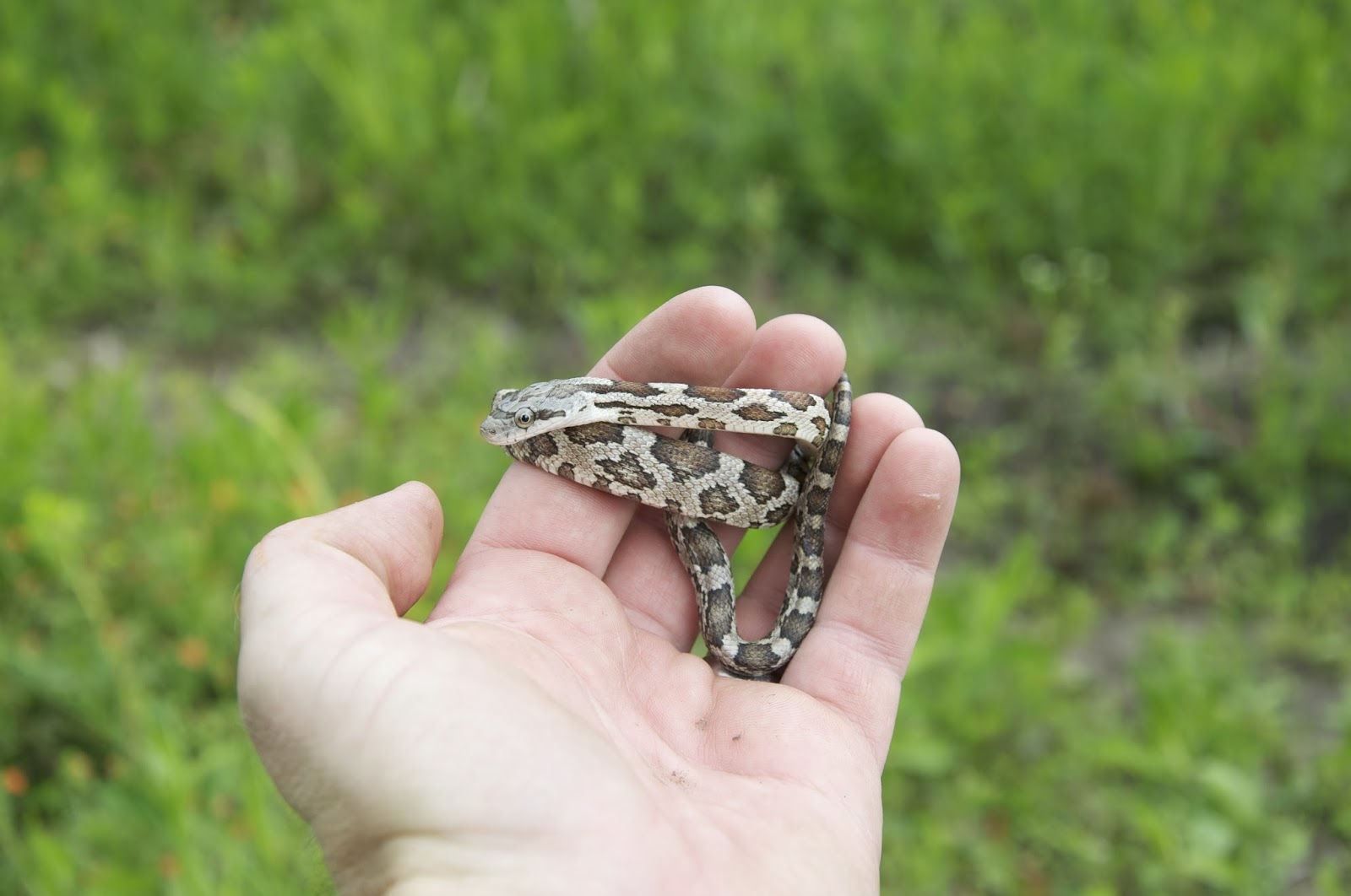 TURTLE BOY AND THE BIRDS: Ectothermic