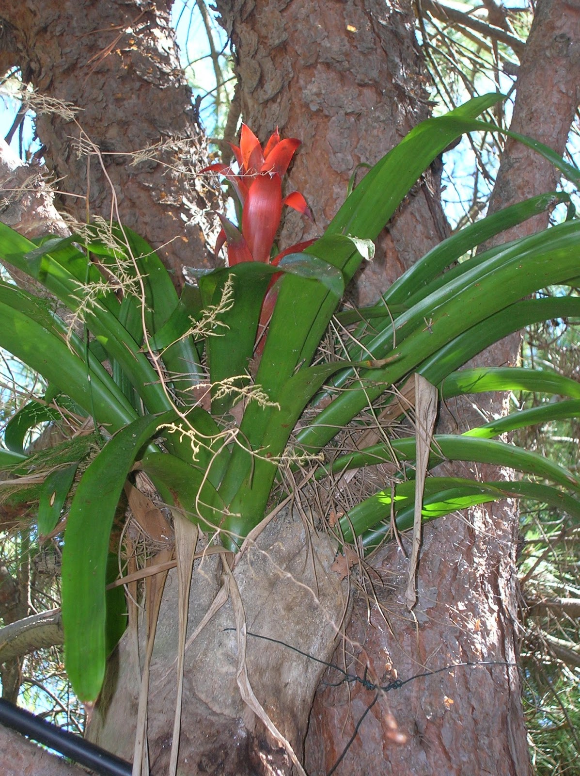 Recregarden: GUZMANIA LINGULATA