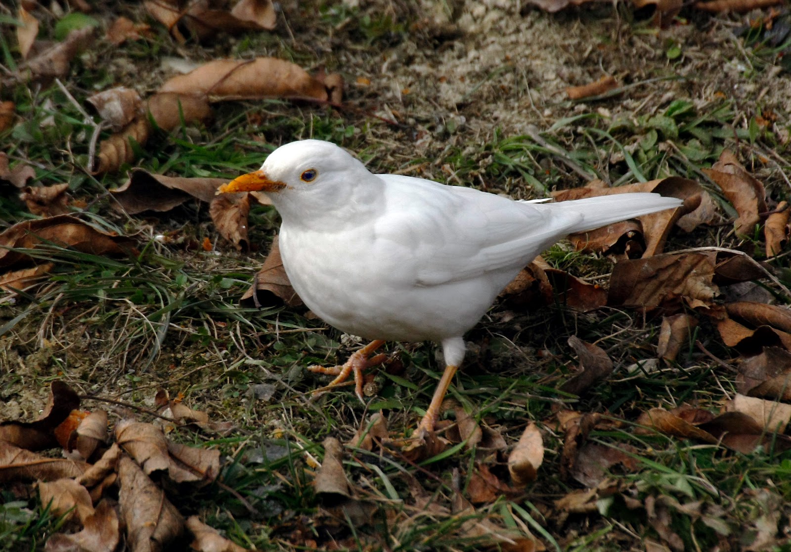 Navarra al natural: Mirlo Blanco, poesía natural.