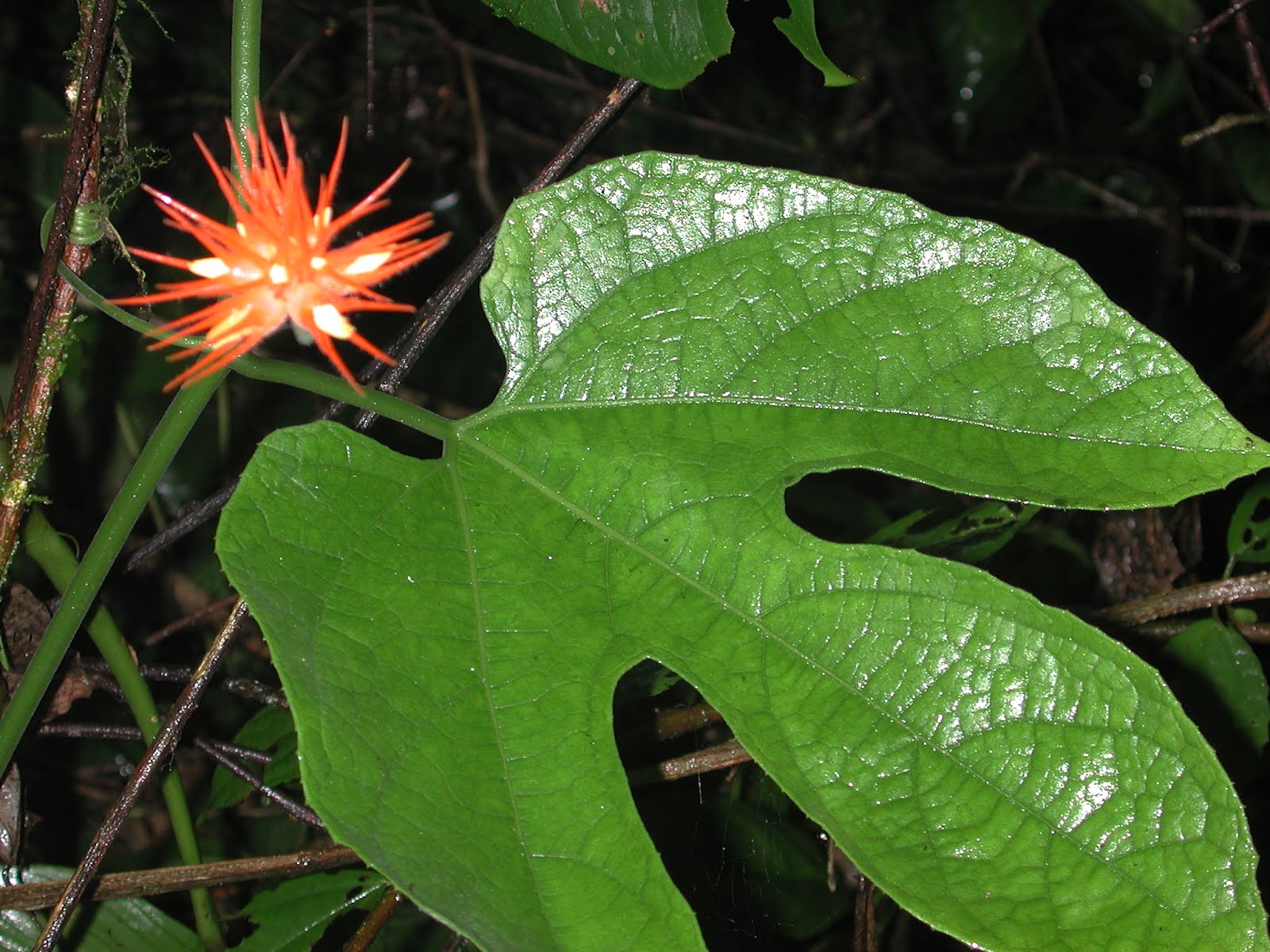The Phytophactor: Friday Fabulous Flower - a tropical cucurbit
