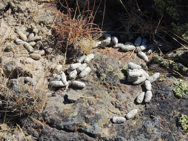 Idaho Nature Notes: Sage grouse spotting!