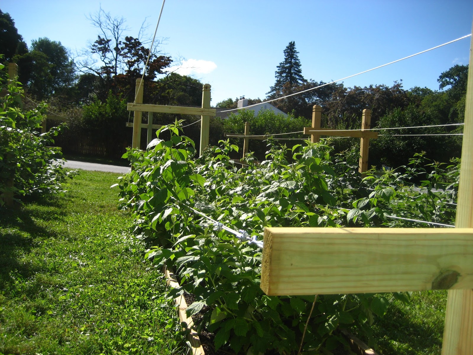 Andrew's Homebrew Log: Raspberry Crop - 2017