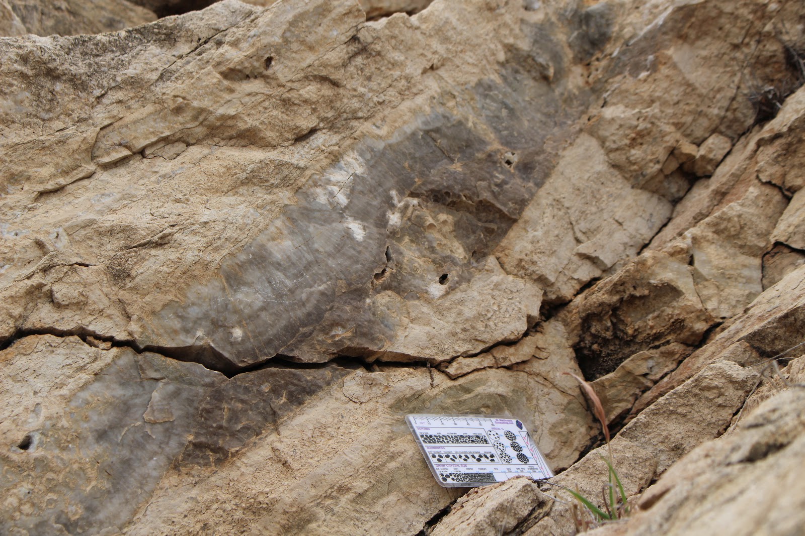Finding Fossils...: The Permian Capitan Reef