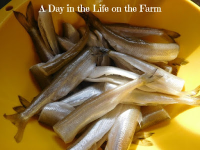 A Day in the Life on the Farm: Fried Smelt-Memories brought forth from ...