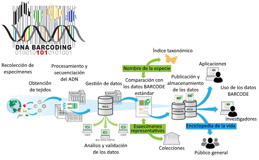 B.log.ia 2.0: Taxonomía: la ciencia de clasificar B.log.ia 2.0: Taxonomía: la ciencia de clasificar