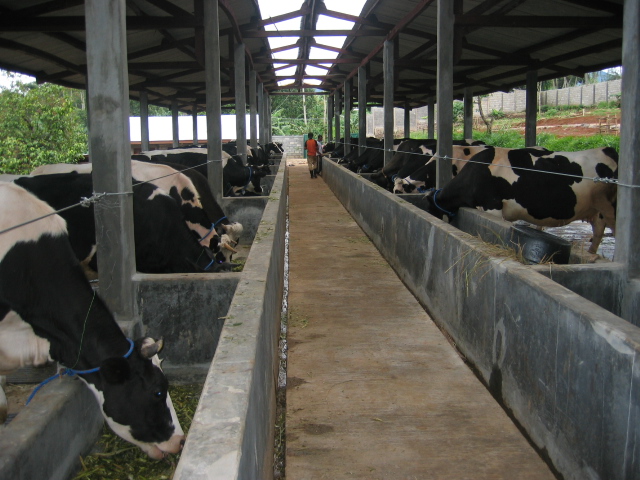 PITA LESTARI : Photo peternakan