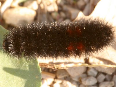 DGK Insurance: Fuzz Wuzzy Was Indeed Fuzzy