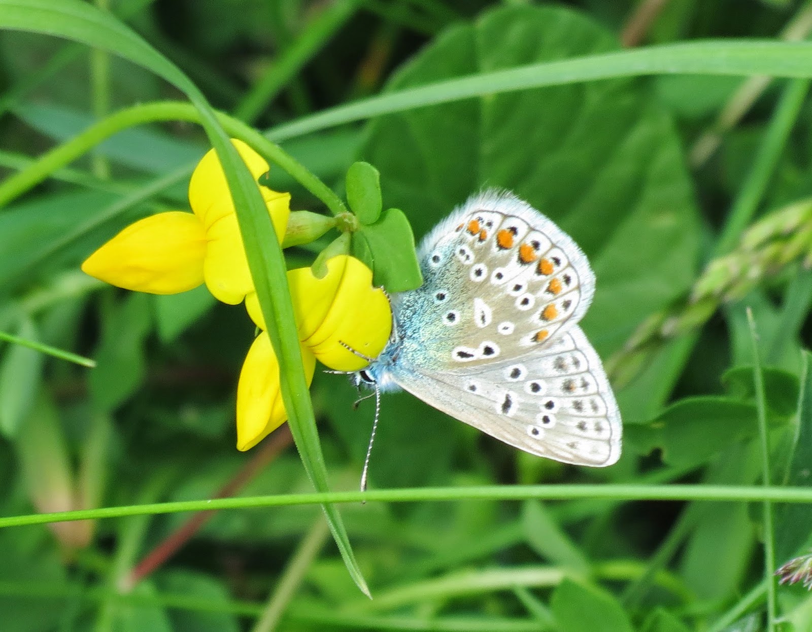 BUCKINGHAMSHIRE BIRDING: ADONIS BLUES on the wing