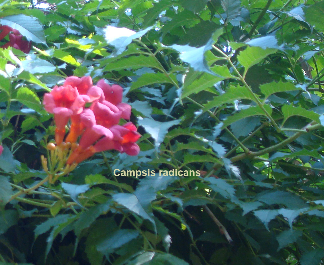 arbustosensevilla-encinarosa: bignonias