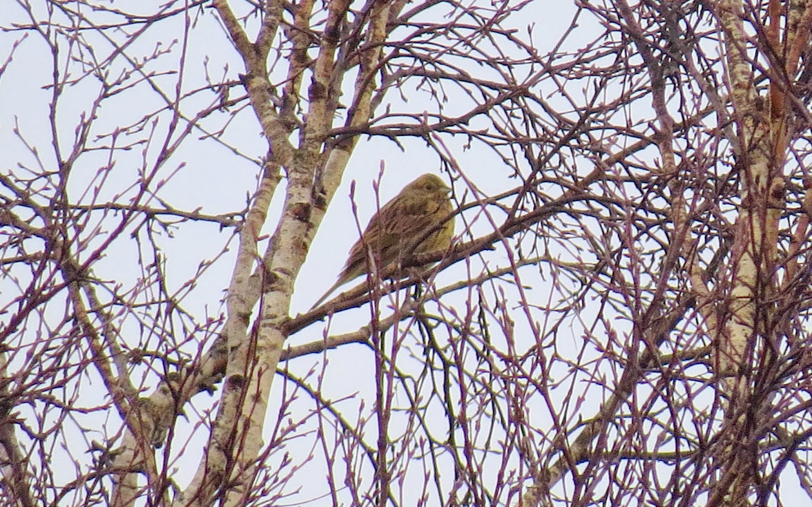 SKÅDA! Fågel, natur, kultur på Österlen: Toppskott!