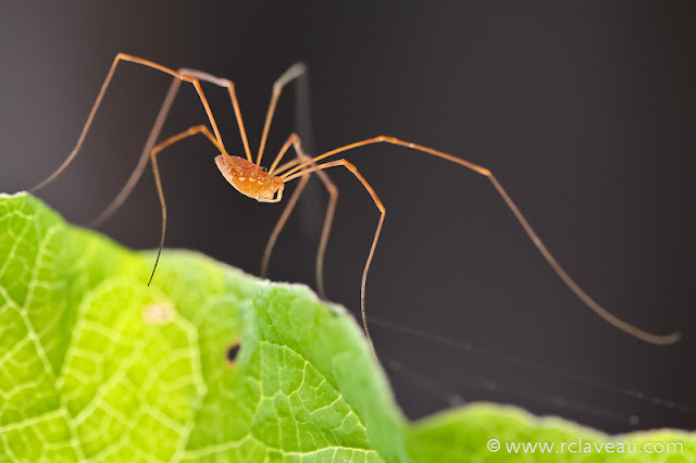 Photographie de la faune et Voyages: La Faucheuse