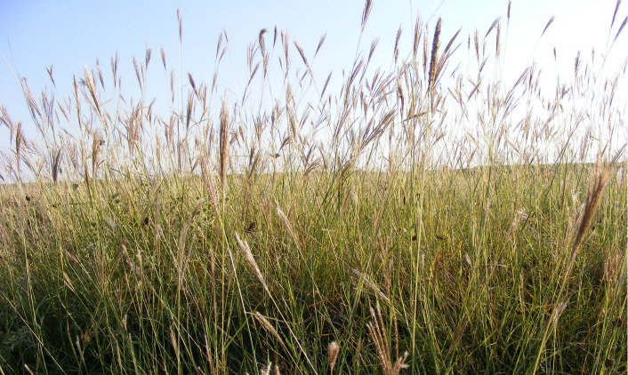 IMAGINEA ROMANIEI: Iarba vântului