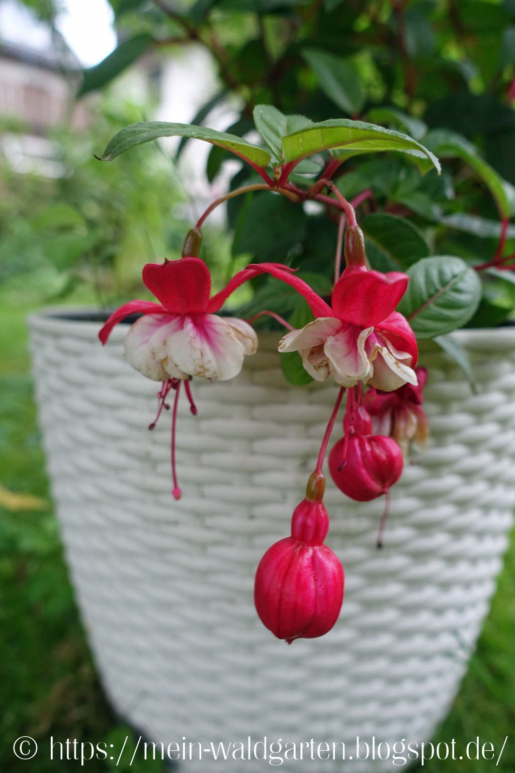 © Mein Waldgarten: Die Fuchsie unterm Baum im lichten Schatten ...