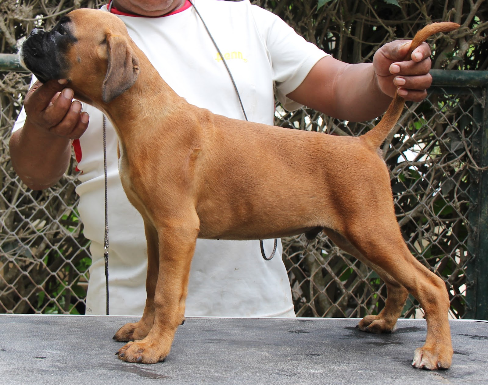 Sporting Boxer Club: Adquiere un cachorro