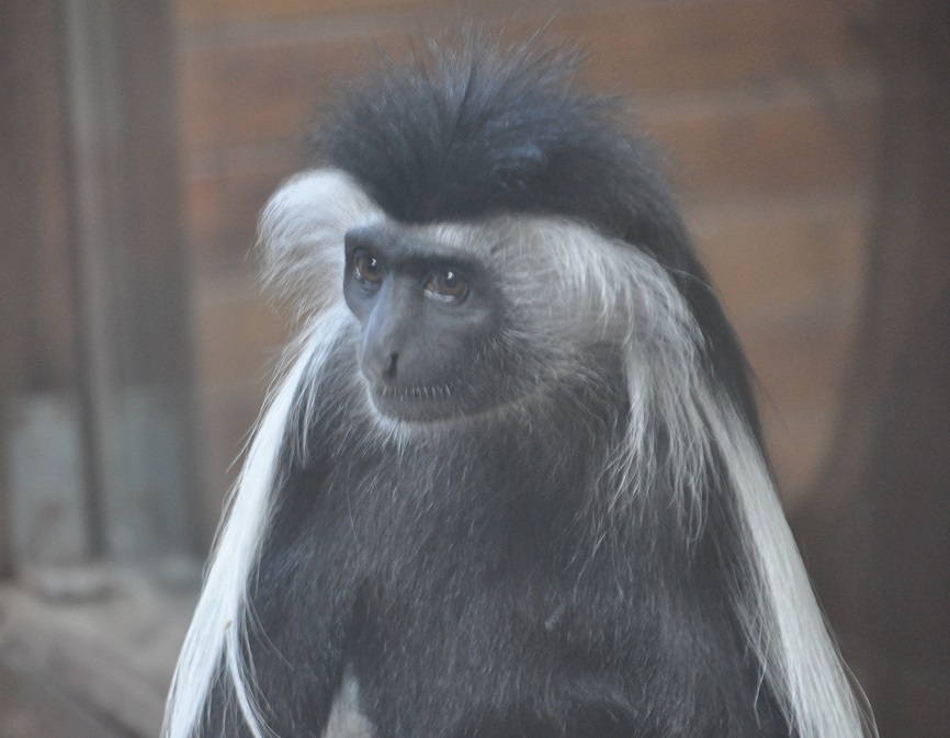 ZOOTOGRAFIANDO (6.100 ANIMALS): COLOBO DE ANGOLA / ANGOLAN COLOBUS ...