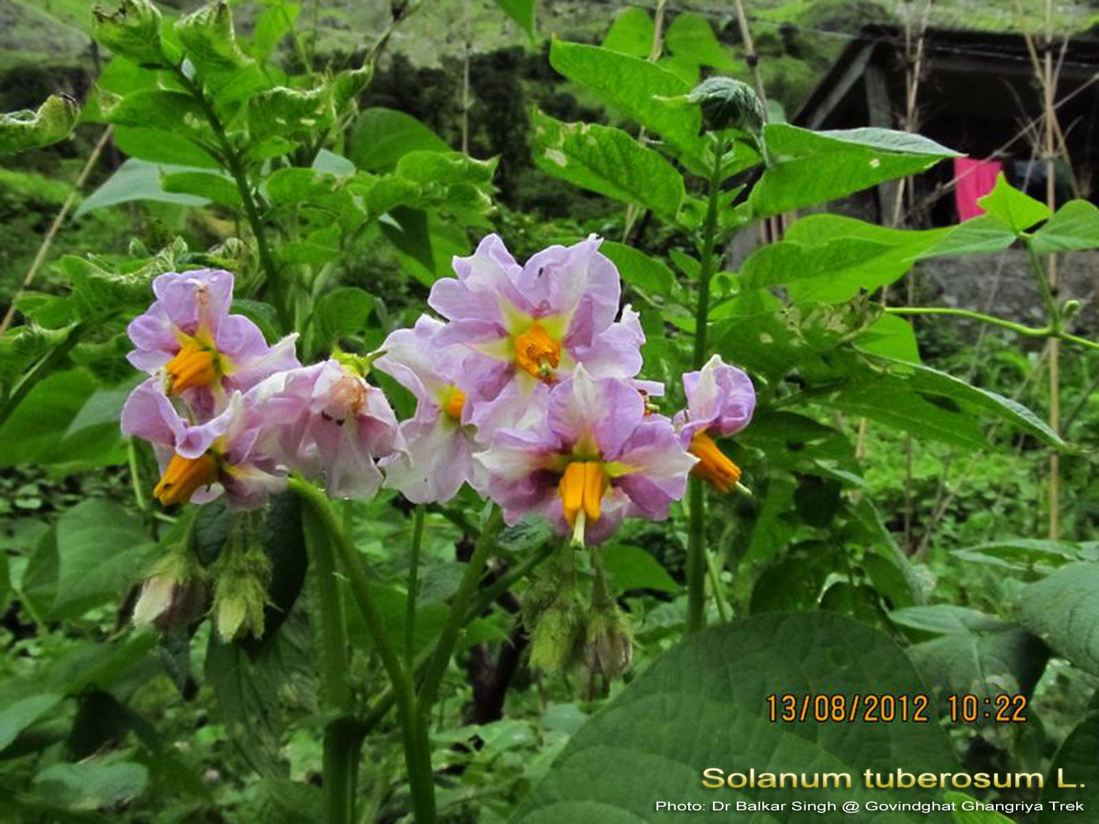 Medicinal Plants: Solanum tuberosum - Potato