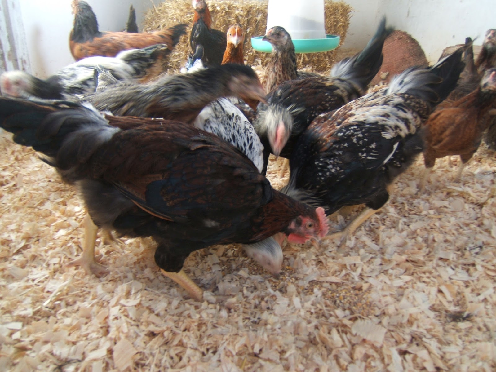 Bellecross Hens: Welsummer X Indian Game