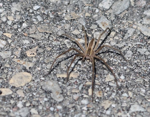 Reflections from Crumbly Acres: Daisy and the dock spider