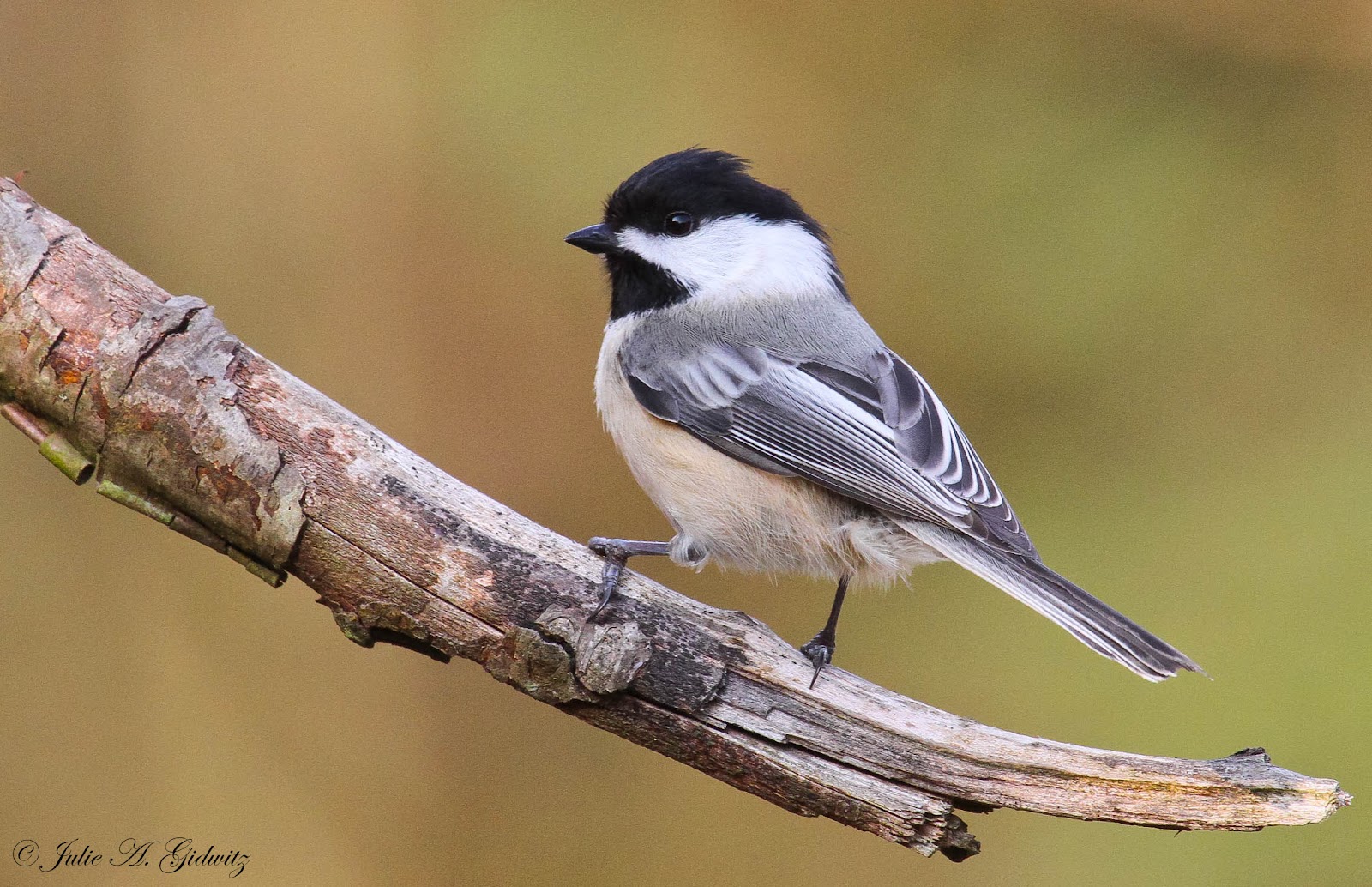 Nature's Splendor: Pretty Spring Birds
