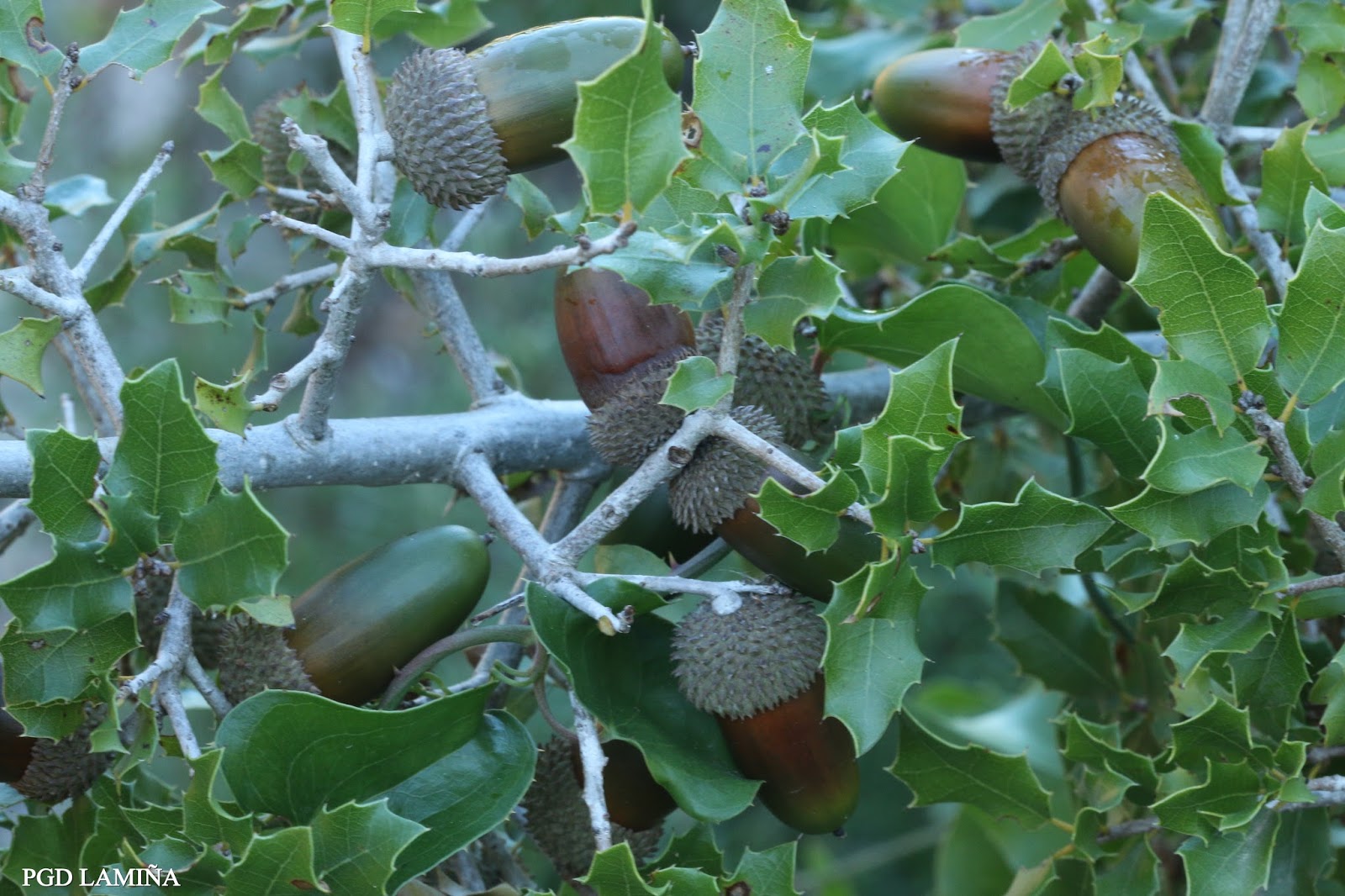 QUERCUS COCCIFERA. coscoja.