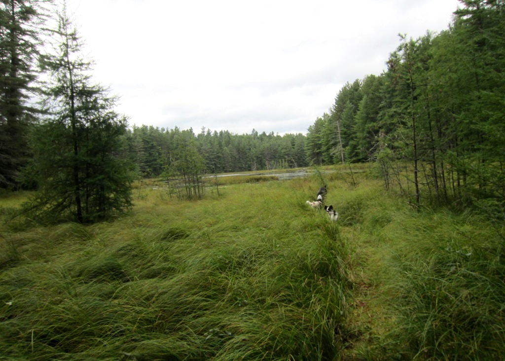 Windswept Adventure: Chapter 2 - Hike To Grasse Pond, Debar Mountain ...