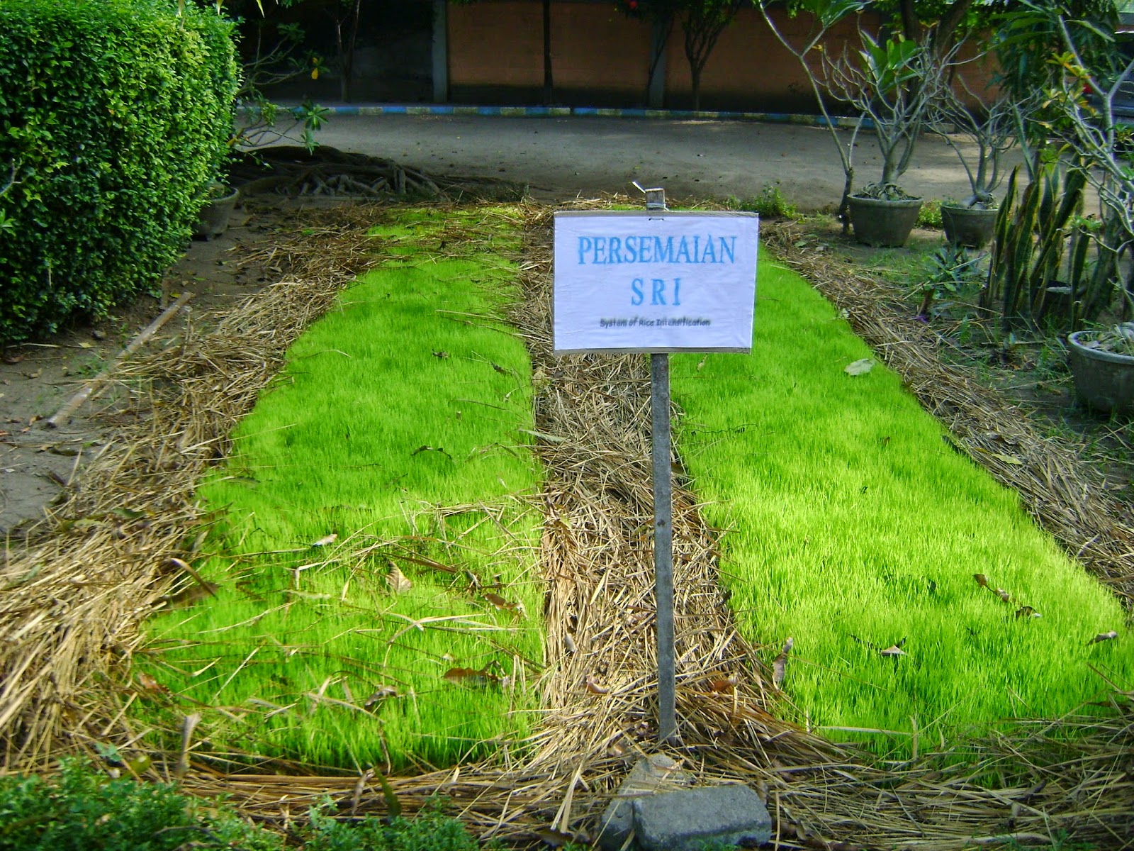 Balai Penyuluhan Kecamatan Krian: MEMBUAT PERSEMAIAN PADI SISTEM KERING ...