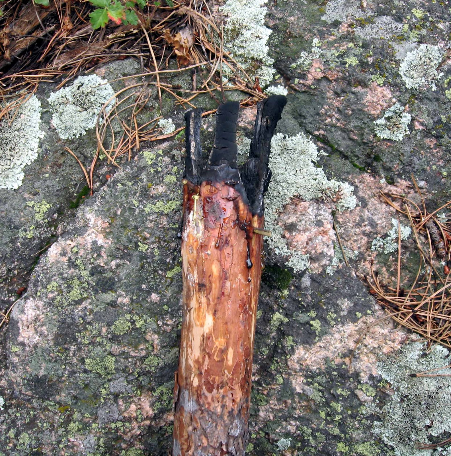 Rocky Mountain Bushcraft: Wilderness Survival: How to make a Pine Knot ...