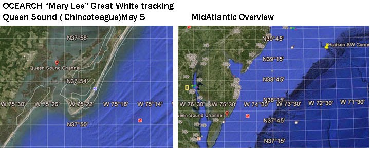 BigmahiNewsandViews: Ocearch "Mary Lee' Great White Shark Tracking-Update