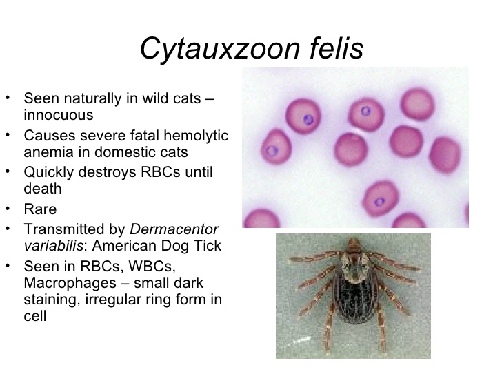 Cytauxzoonosis in Cats
