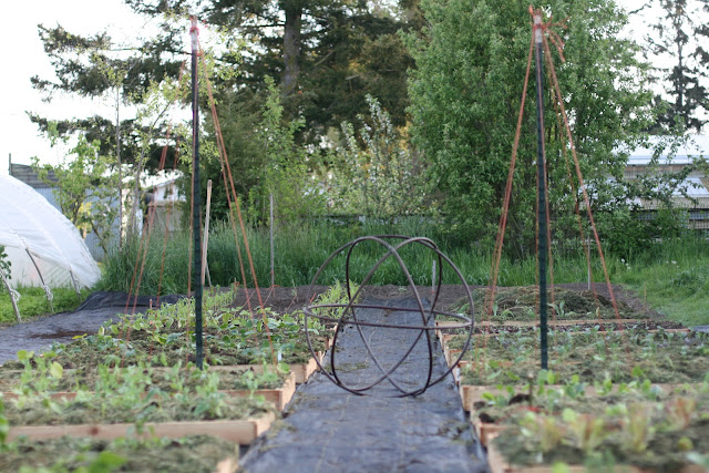the pea patch - Floret Flowers