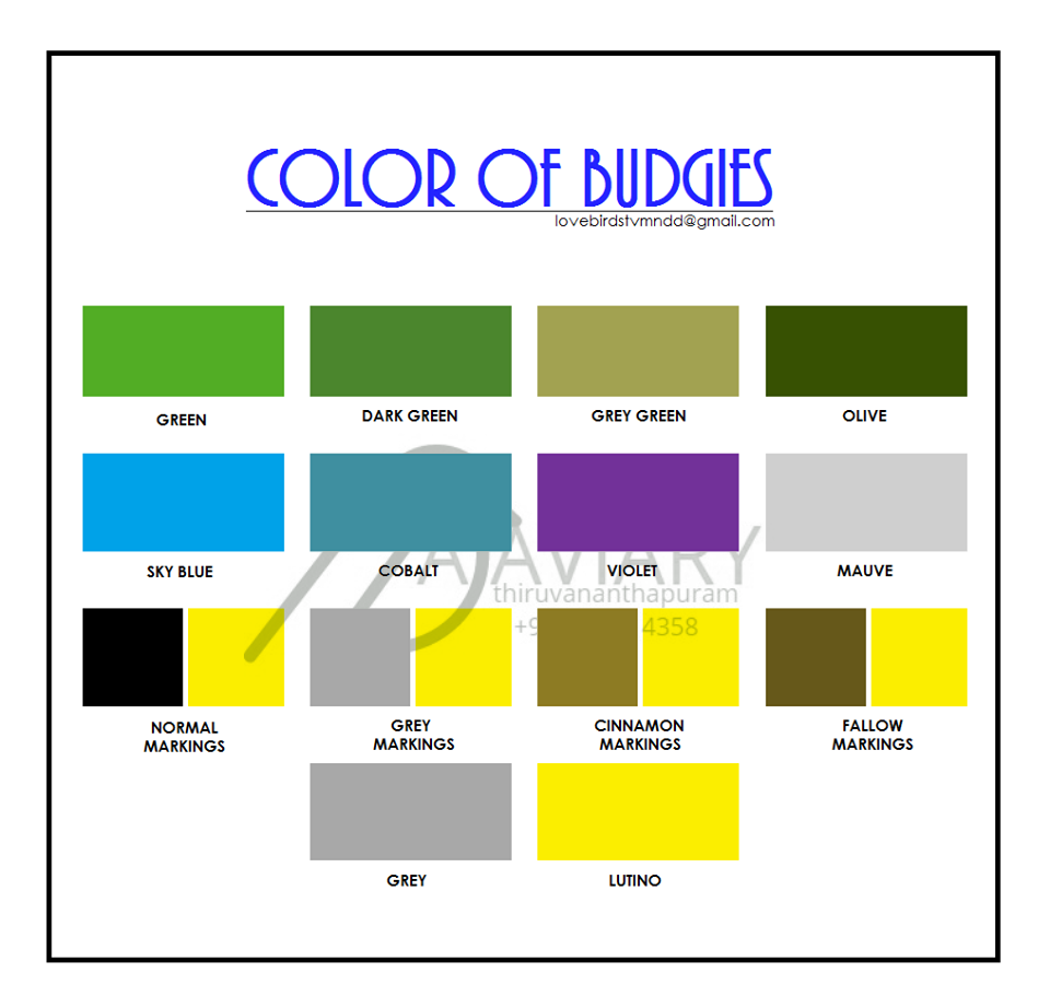 Color Of Budgies.