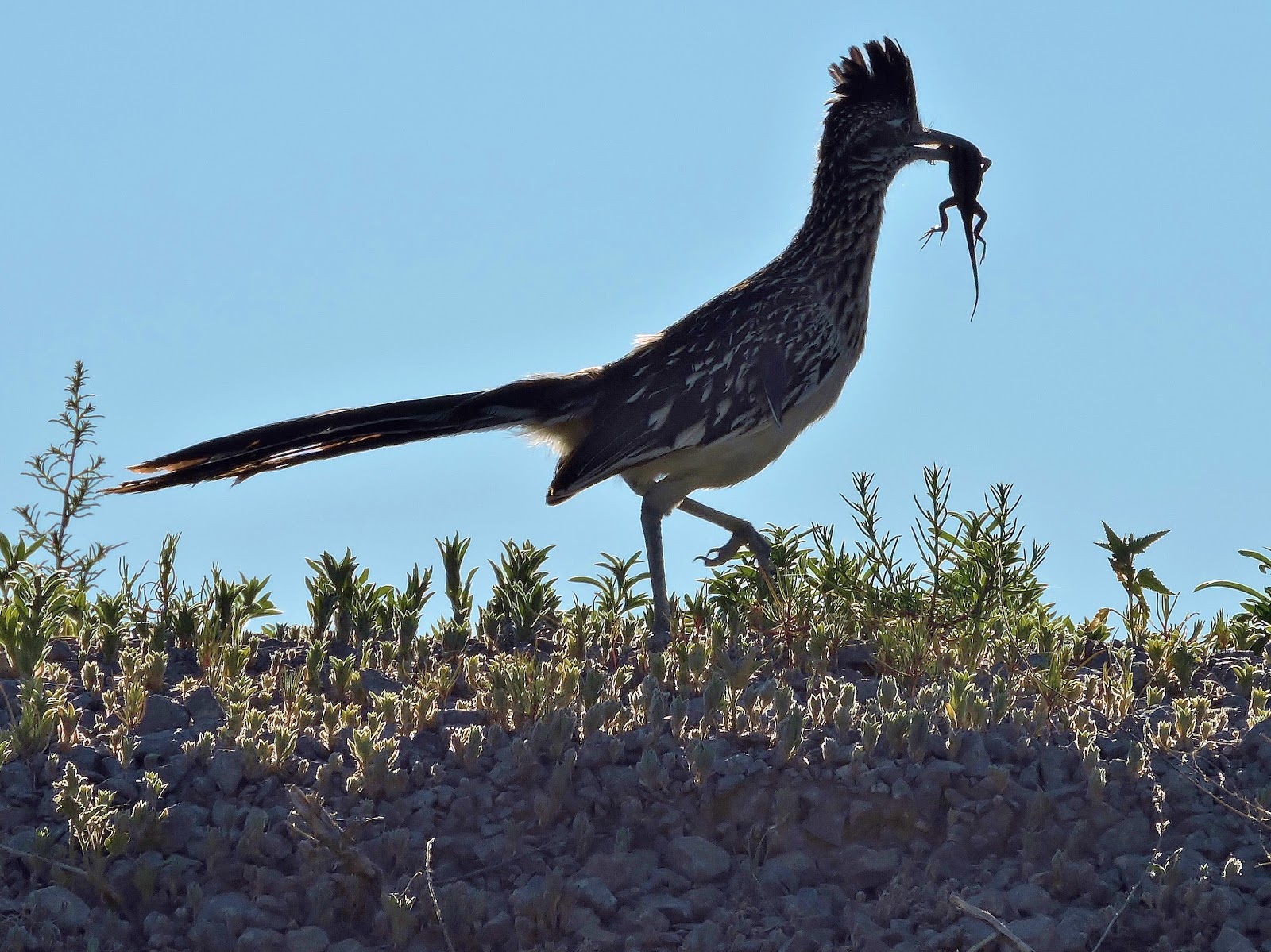 Wildwestbirds: Birds of Mesilla Valley Bosque