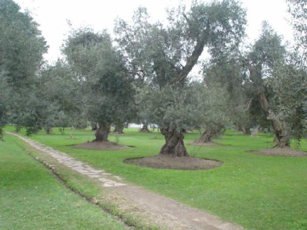 El Olivar de San Isidro en Lima - Perú: Birdwatching & Los Olivares