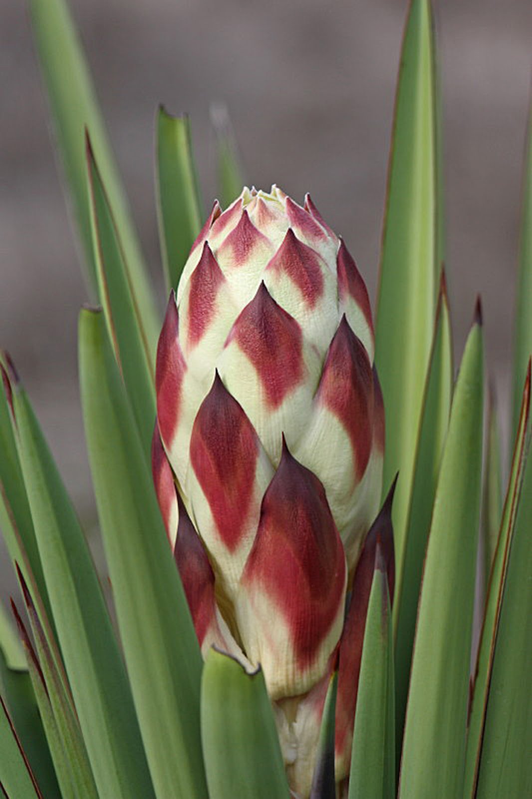 Mark & Teri's Travels: Spanish Dagger