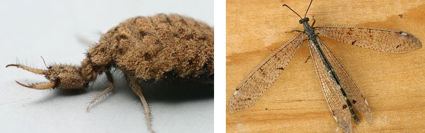 .: Curiosidade da natureza - Formiga leão, o assustador inseto do deserto