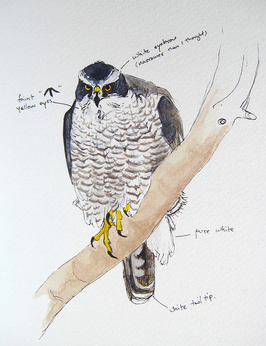 Wildlife Illustration: Northern Goshawk