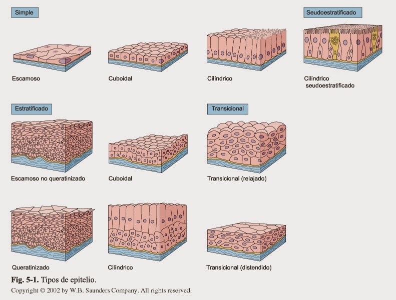 Ciencias biológicas: EPITELIO