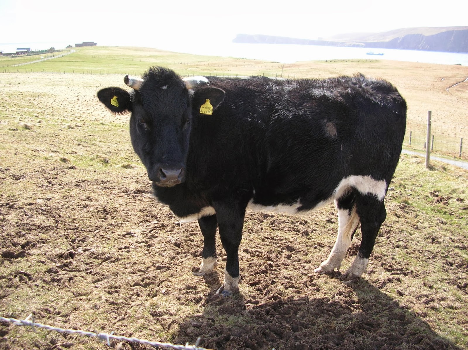 A lifetime of Islands: Island 192 - Fetlar, Shetland
