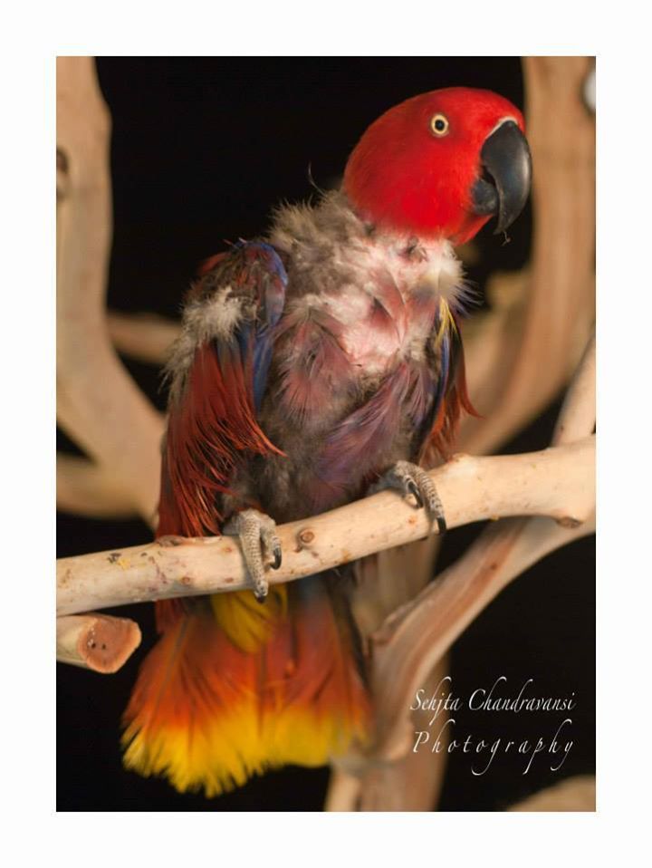 Feather plucking in Pet Parrots [bird health] — Prego Dalliance Sanctuary
