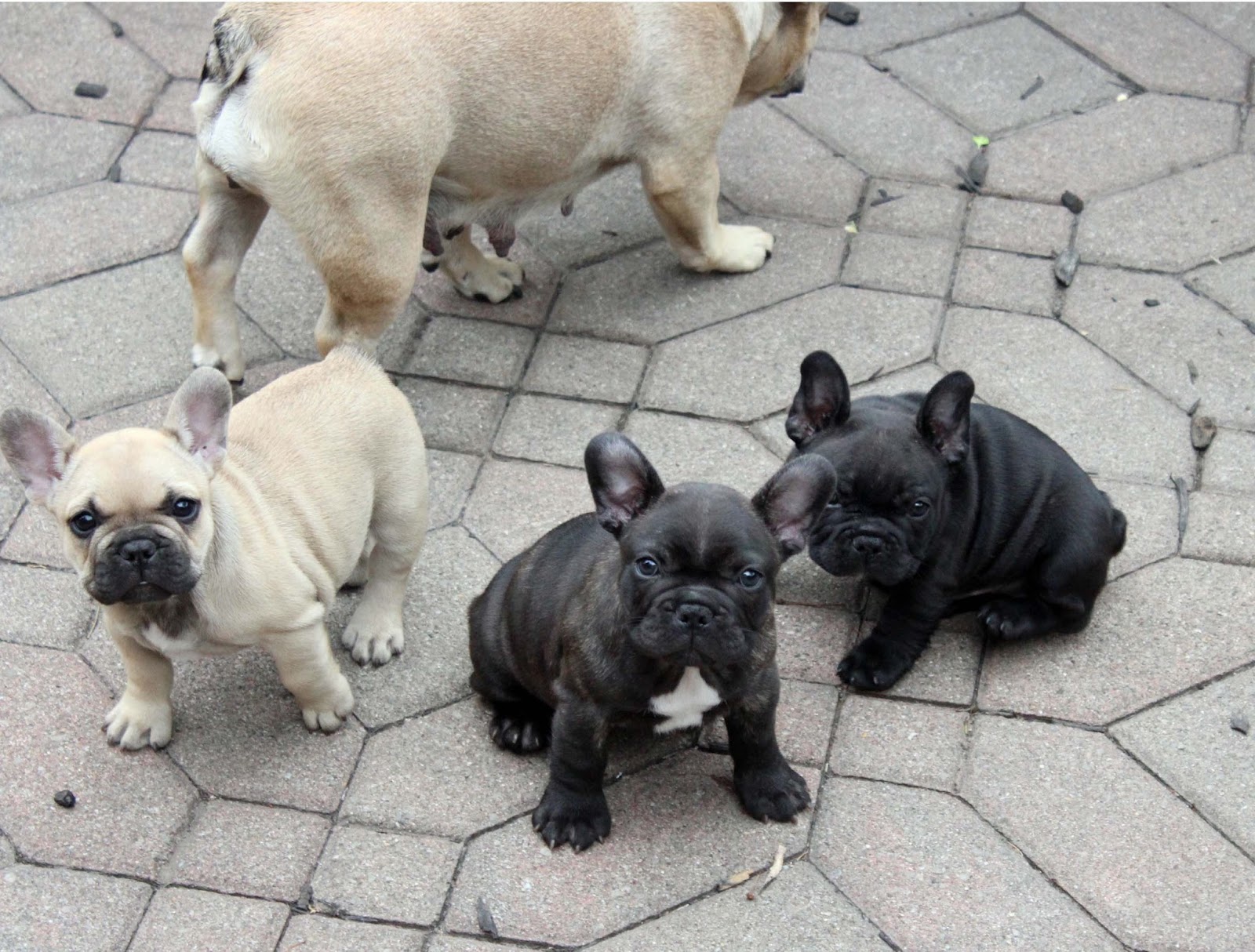 Fayme French Bulldogs: Val And Her Kids