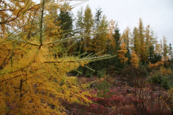 American Grouch: Primal