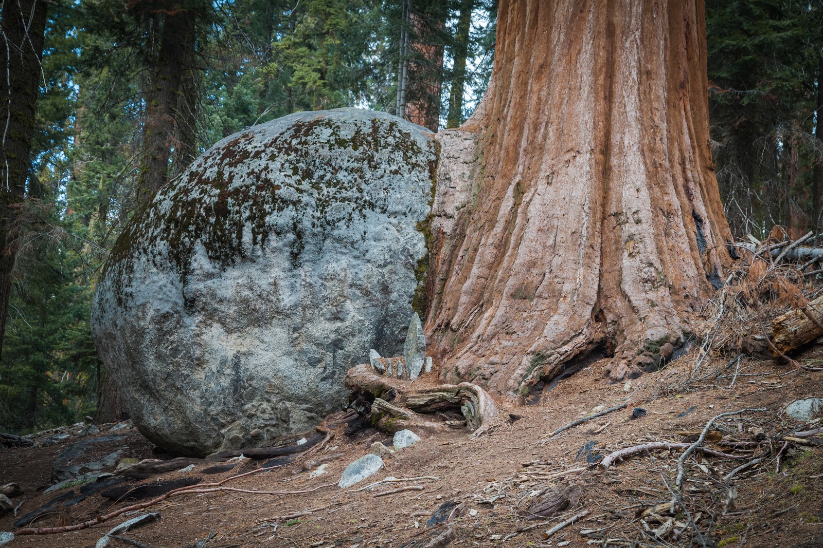 Giant Trees in Sequoia National Park - Explore the World with Simon Sulyma