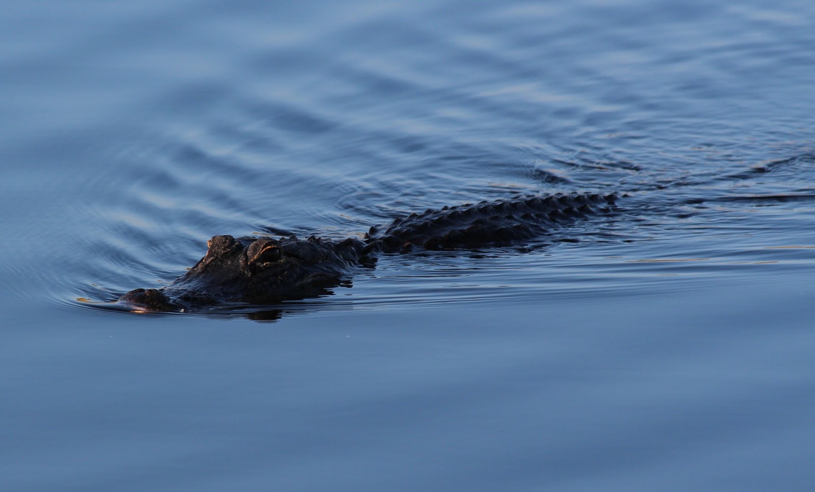 Views From Our Kayak: Arthur R Marshall Loxahatchee National Wildlife ...