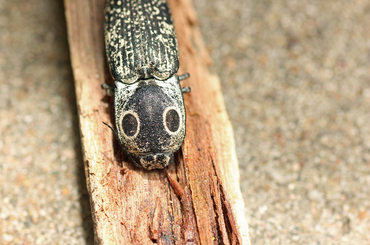 MObugs: Eyed-Click Beetle