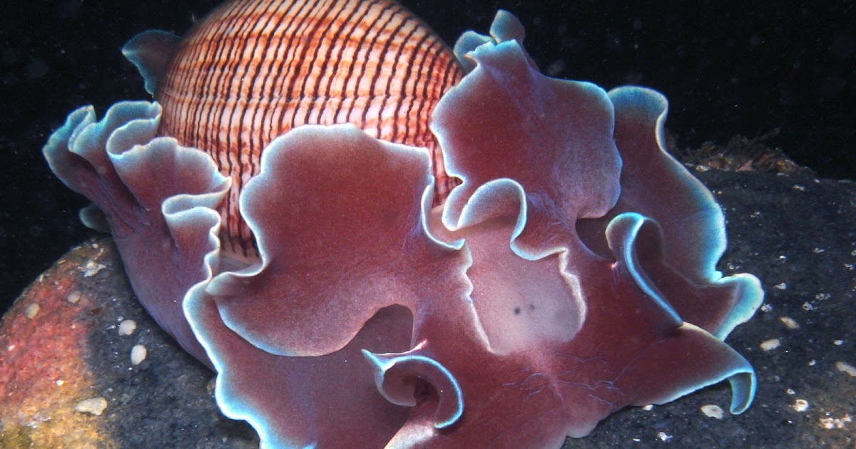 Real Monstrosities: Striped Bubble Shell