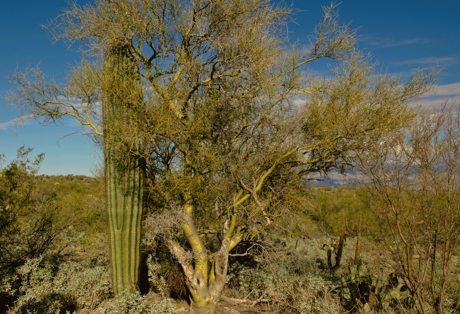 Journeys With Judy: Saguaro National Park - AZ